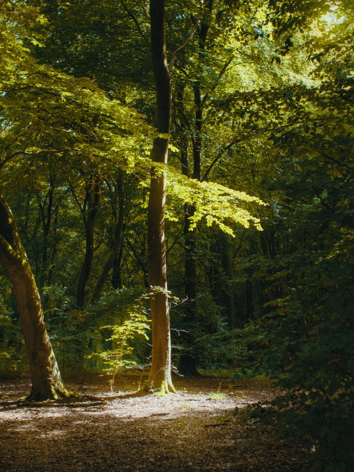 TREEO TREE SERVICE - You, me & the trees.